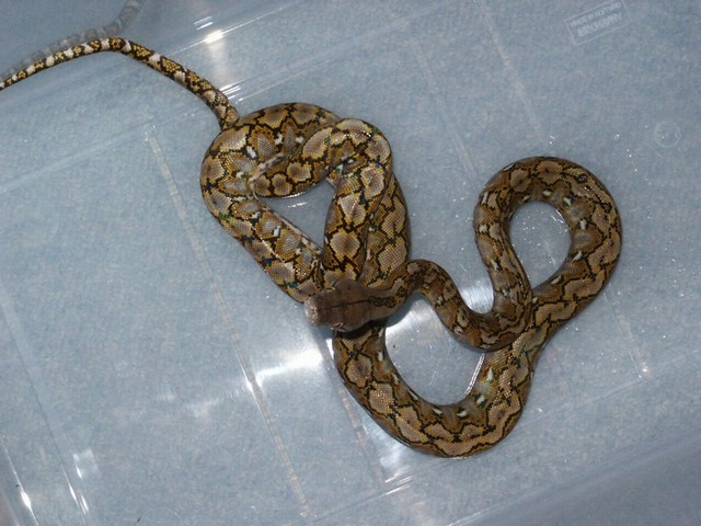 Piton Reticulada Comendo Hipopotamo Cobra Píton Devora Mulher De 36